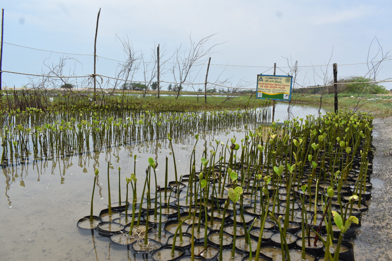 Mangrove Restoration – Tree Foundation India